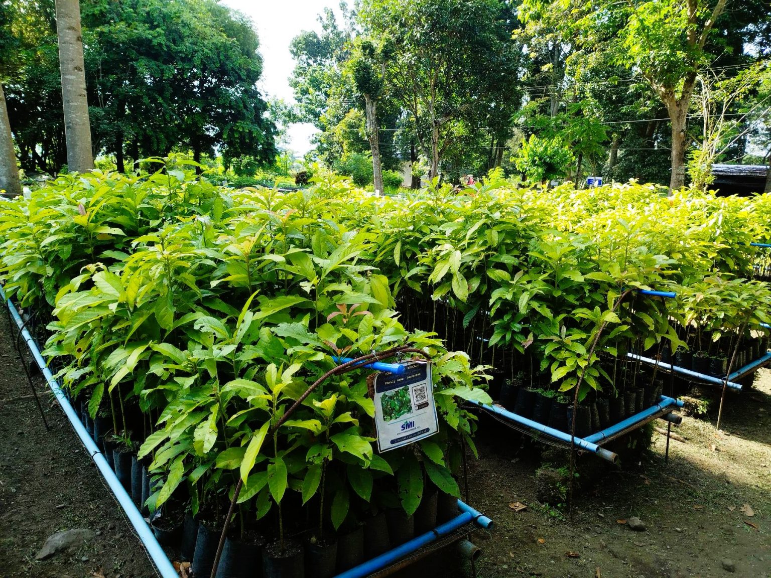 Growing Forests, Growing Futures: How Community-Driven Reforestation is ...